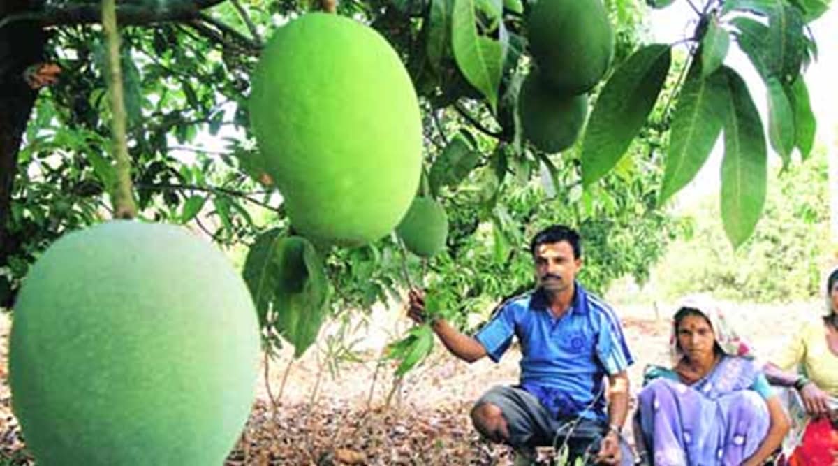 Maharashtra: Mango farmers suffer losses as rain, wind damage fruit ...