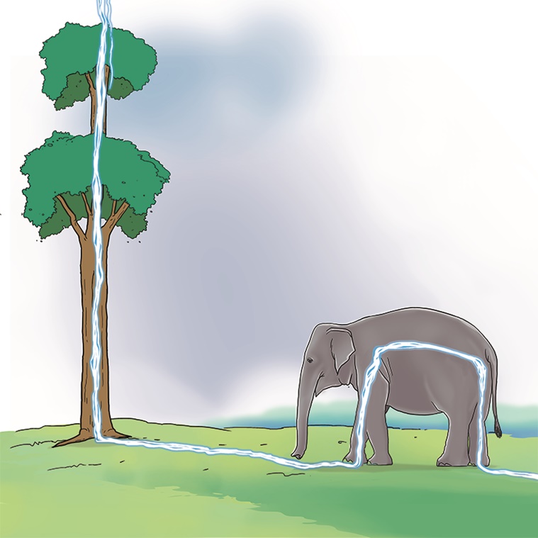 Explained: Can a single lightning flash kill 18 elephants? Science says ...