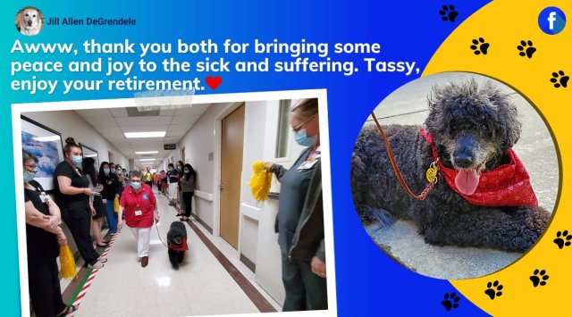 ‘Retirement Pawty’: Sweet video of a hospital throwing a farewell party ...