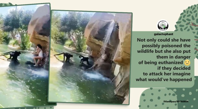 Watch: Woman enters zoo enclosure to feed Cheetos to monkeys, gets ...