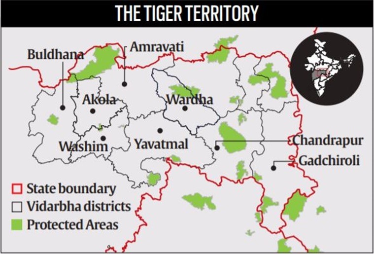 Study maps Vidarbha tiger corridors; movement far beyond guarded areas ...