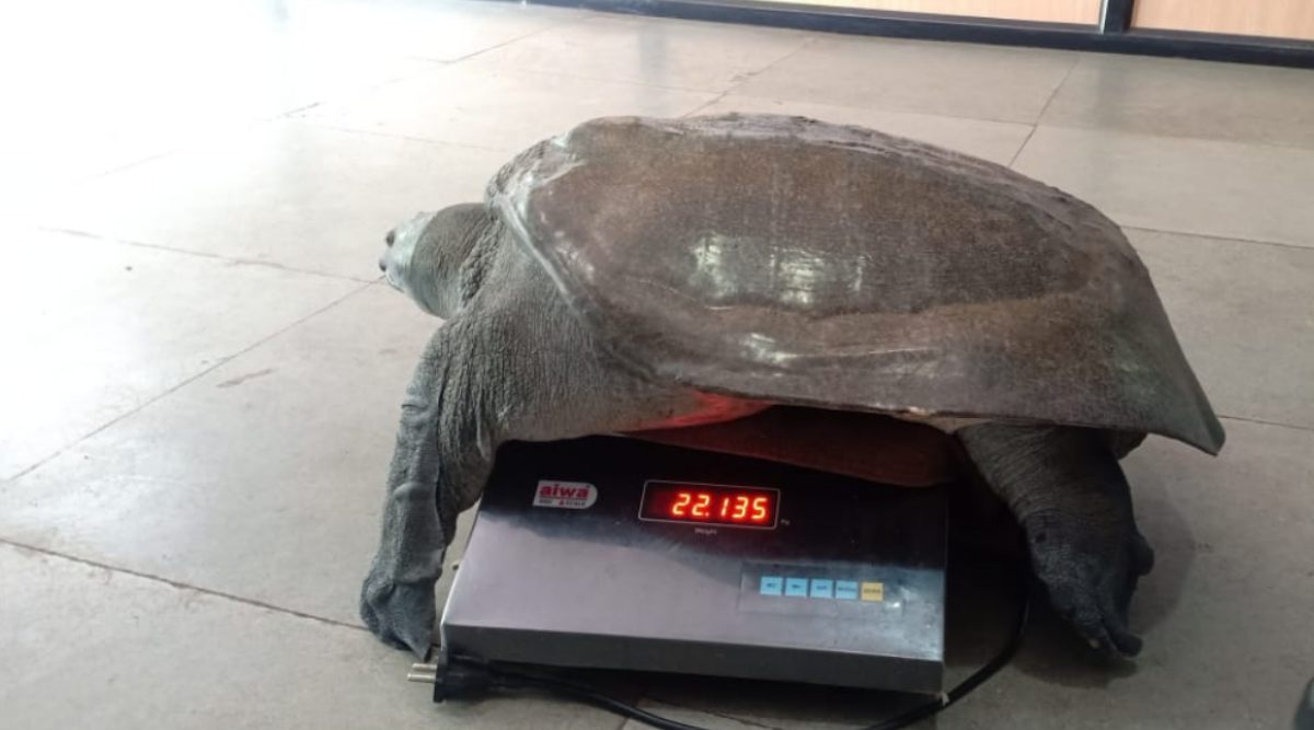 Trudging along a road, rare big turtle spotted in town near Nagpur ...