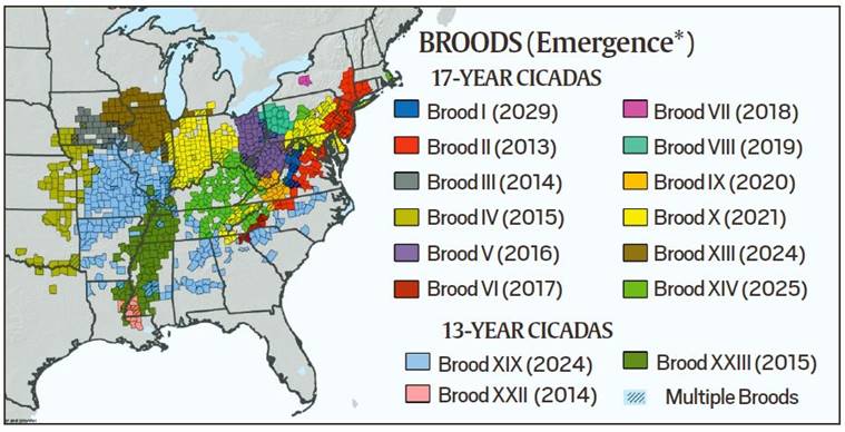 What is Brood X?