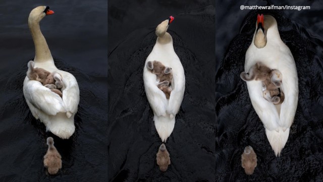 Heartwarming photo of father swan carrying babies leaves the internet emotional | Trending News ...