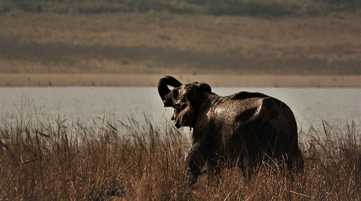 Jim Corbett National Park opens for round-the-year tourism ...