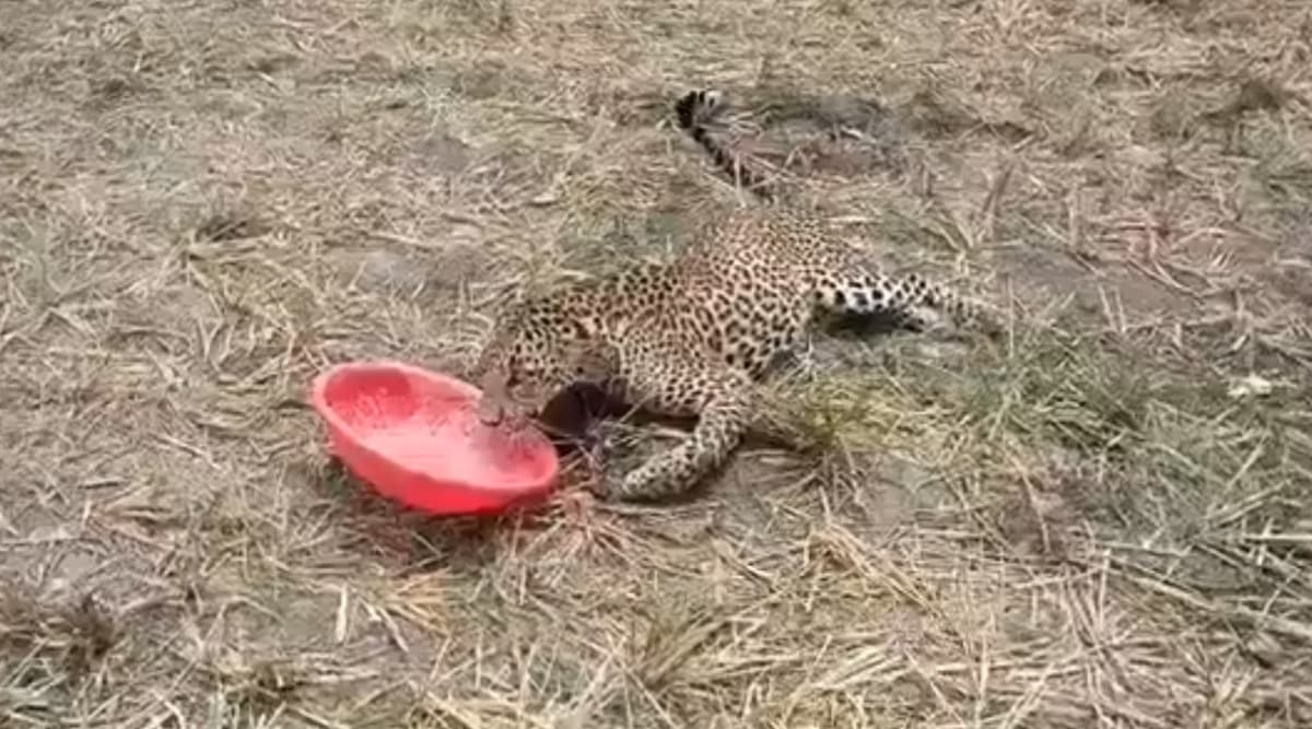 Leopard injured by buffaloes, moved to zoo for treatment | Hyderabad news