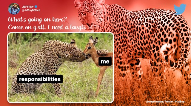 Netizens show their love for dark humour using this photo of a leopard ...