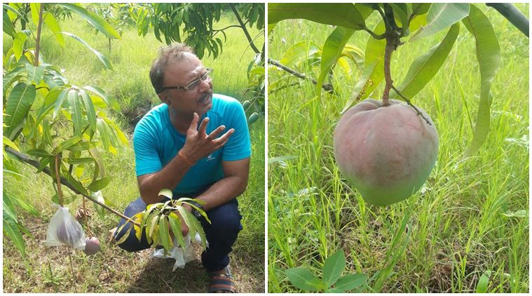 ‘It’s like jelly, melts in your mouth’: MP couple grows Miyazaki, world ...