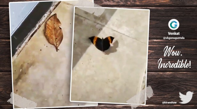 Don’t trust your eyes, this dry leaf is actually a vibrant butterfly ...