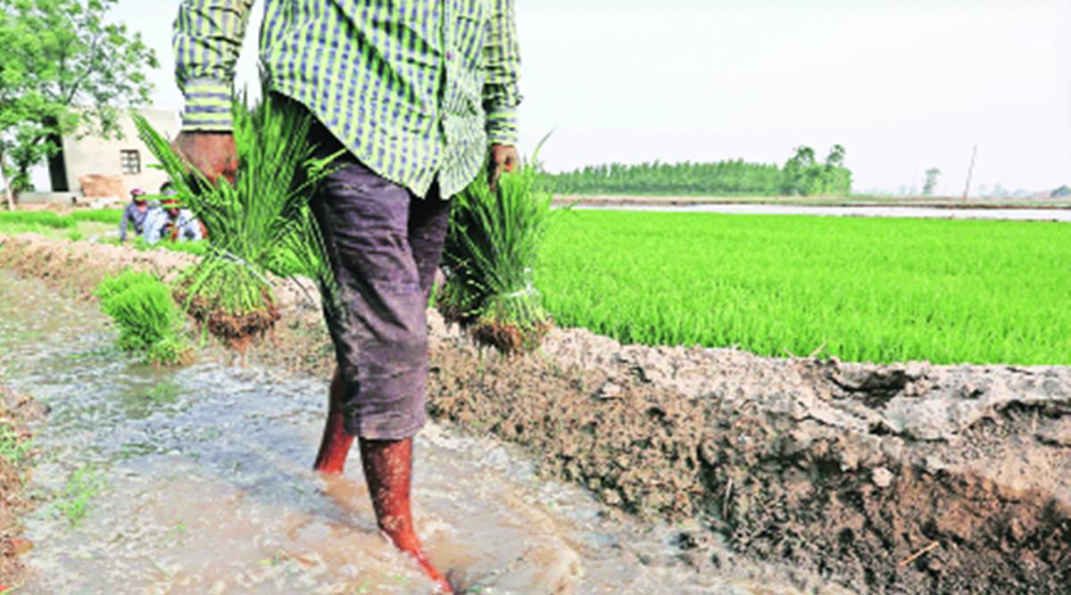 Punjab seeks to bring 10 lakh hectares under direct seeding, one ...