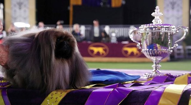 Top dog! Pekingese named Wasabi wins Westminster show | World News ...
