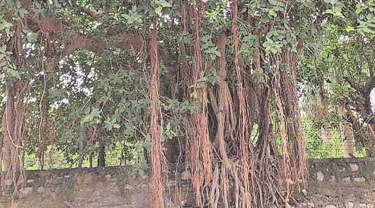 Mumbai: 550 trees to be affected for Sewri-Worli connector and Worli ...
