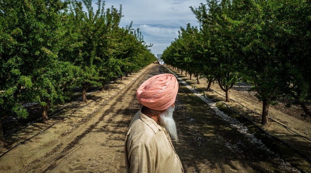 Sikh farmers keep up a 900-year tradition, in California | World News ...