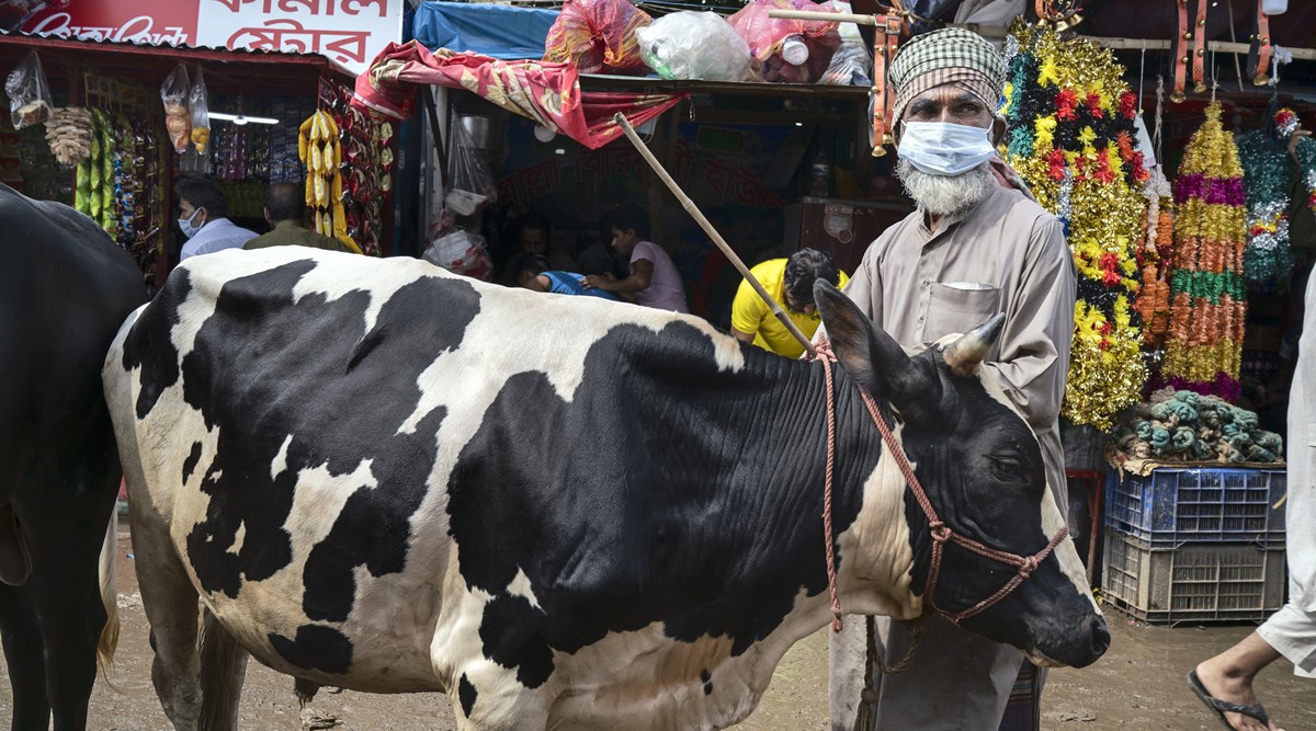 This holiday season in Bangladesh: cows, goats and buffaloes delivered ...