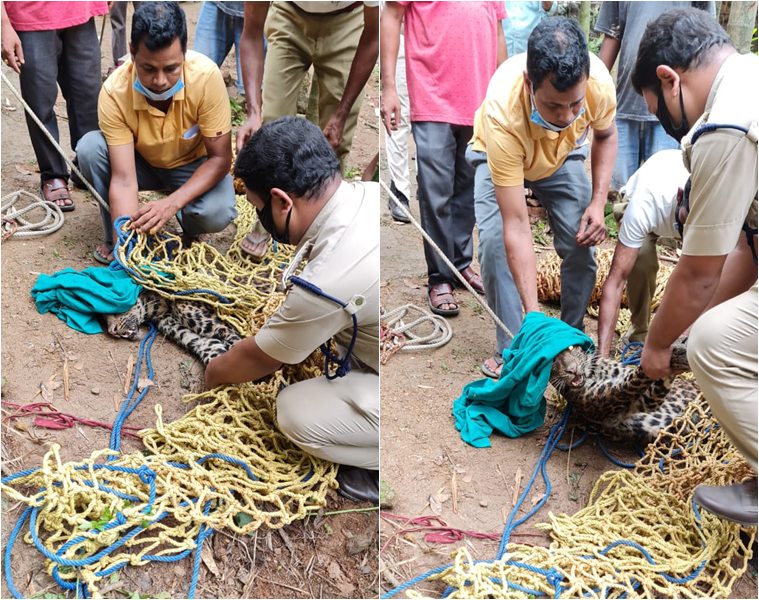 Trapped! Stunning image of leopard in distress goes viral | Trending ...