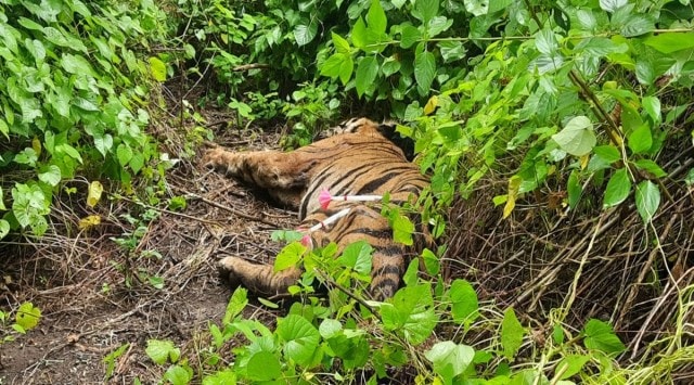 Injured tiger dies while being shifted for treatment in Karnataka ...