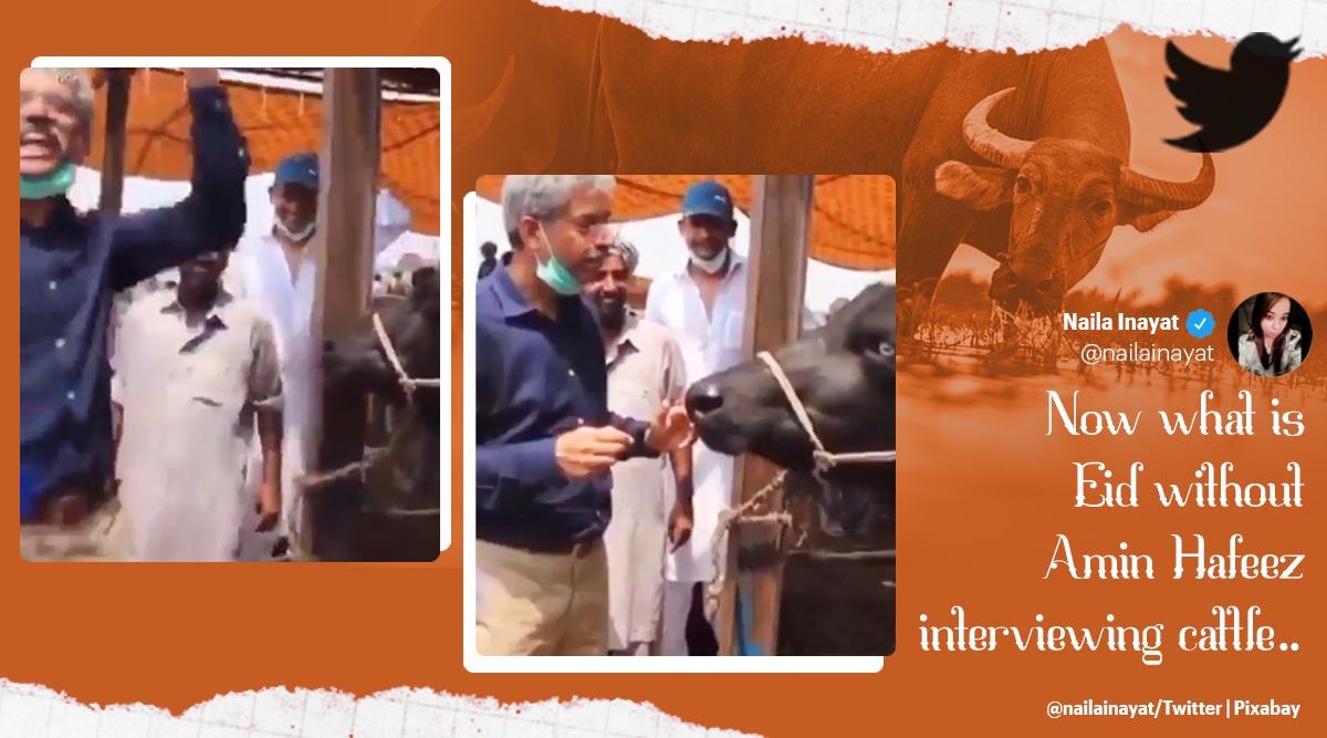 Pakistani journalist’s quirky interview with buffalo on Eid leaves ...