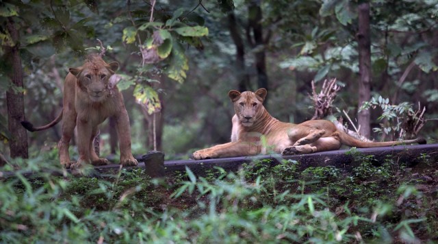 Animal adoption scheme at Sanjay Gandhi National Park open again ...