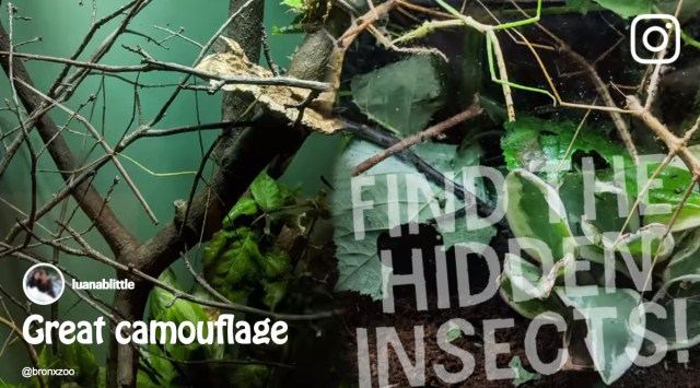 Can you find the insects hidden in this puzzle video? | Trending News ...