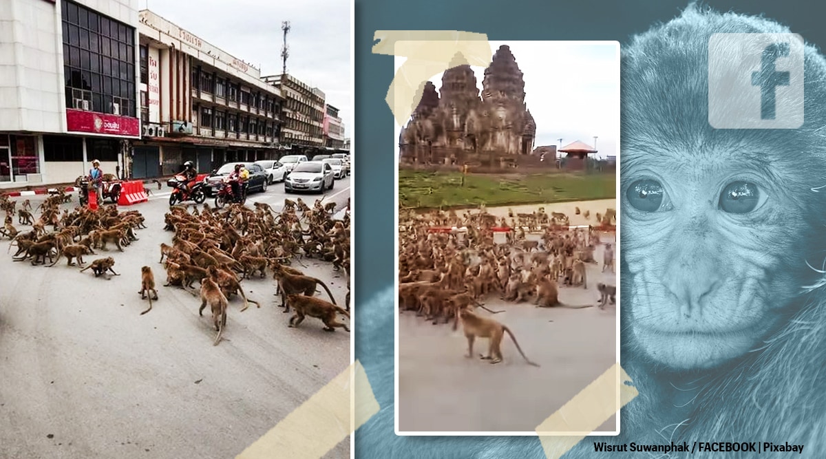 Hundreds of monkeys clash on a road in Thailand, bring traffic to halt ...