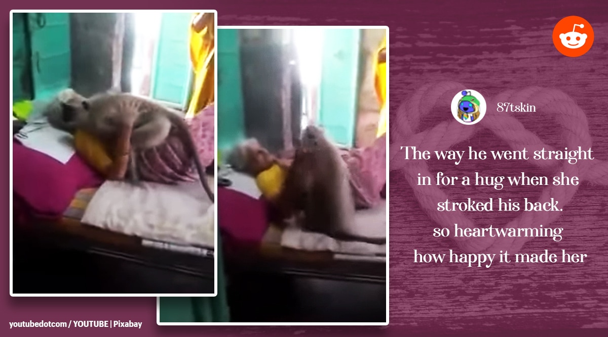 Viral video: Woman who fed langur falls sick, primate turns up at home ...