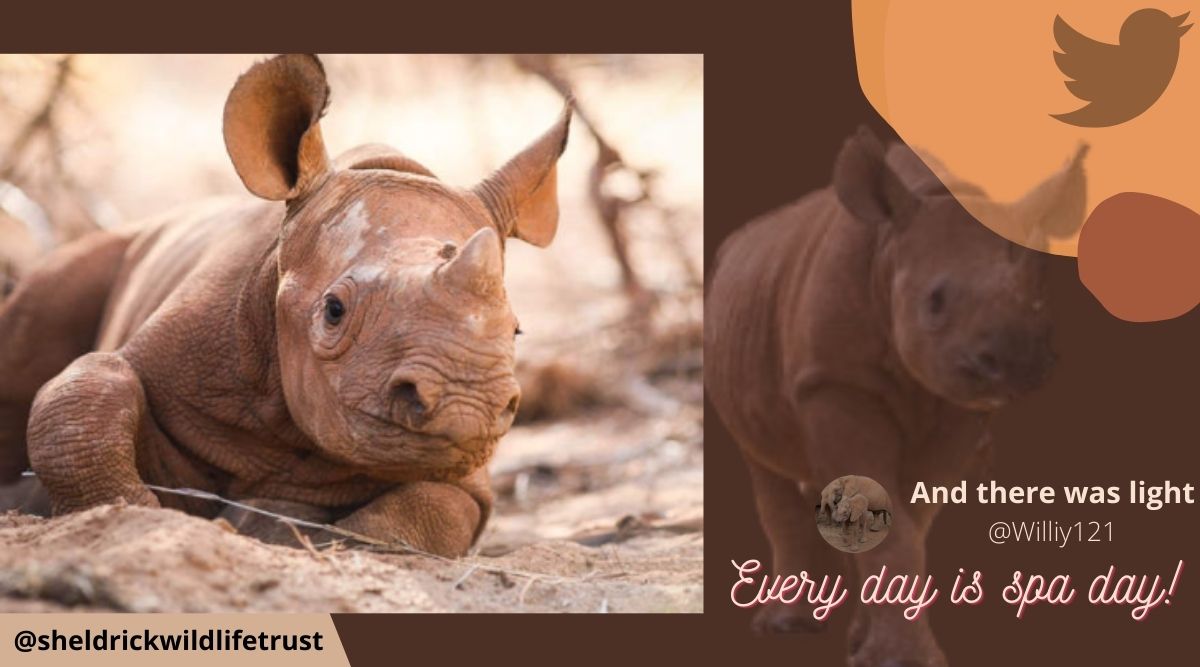 Rhino Milk Rhino Rolls Cereal – Nature's Path