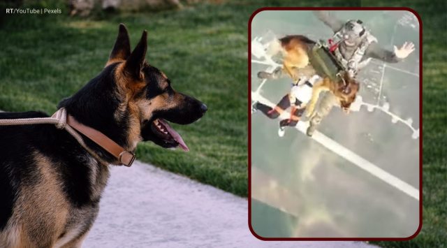 ‘Canine skydivers’: Russian service dogs undergo parachute training ...
