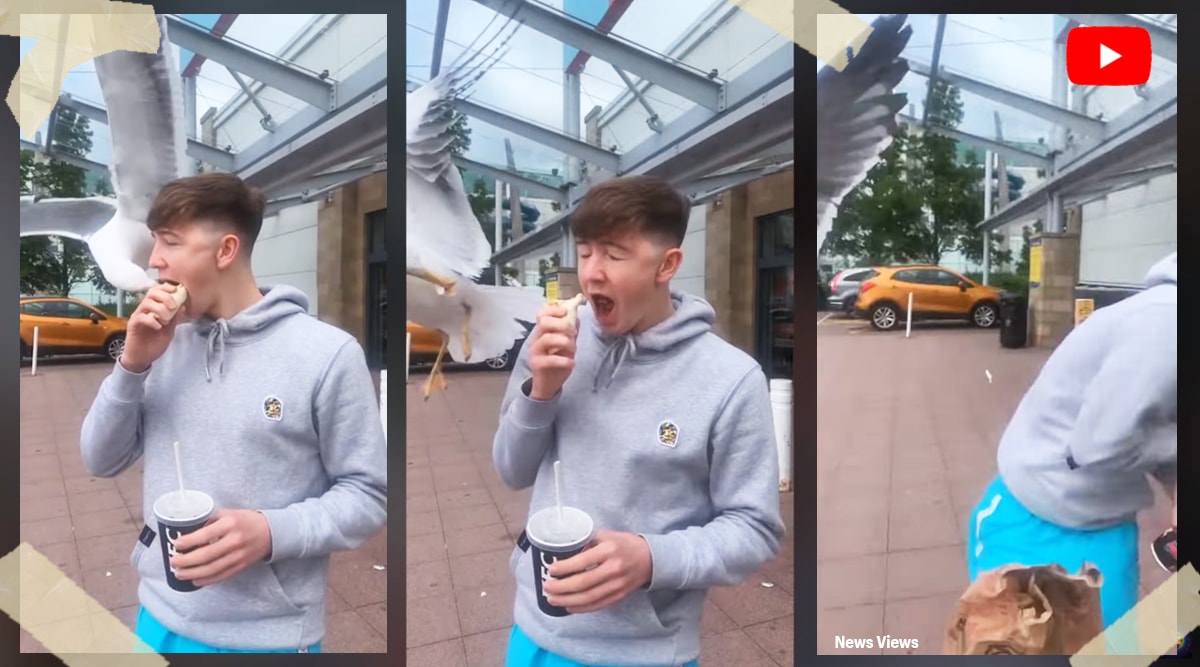 Watch: Man left shocked after seagull steals food out of his mouth ...