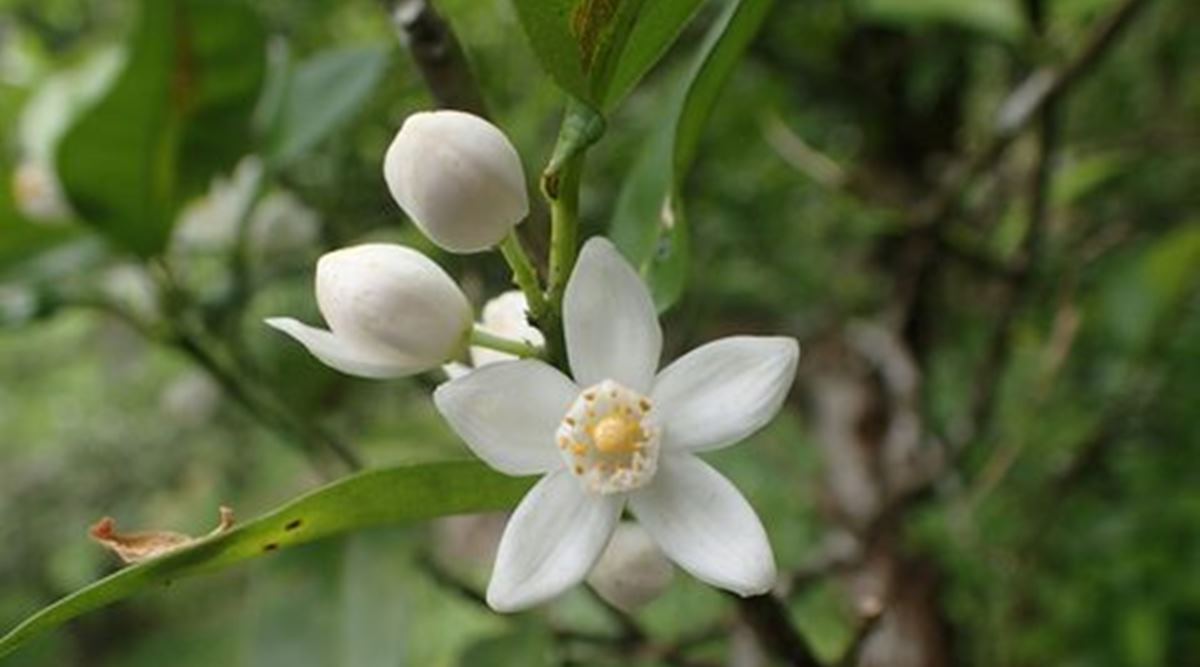 Genomic analysis helps unravel the juicy past of flat lemon ...