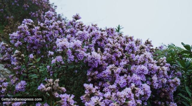 Karnataka’s Mandalpatti Hills get covered by rare flowers which bloom ...