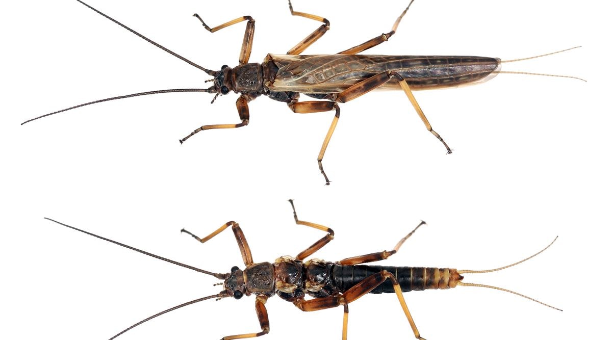 When insects lost their homes, evolution clipped their wings ...