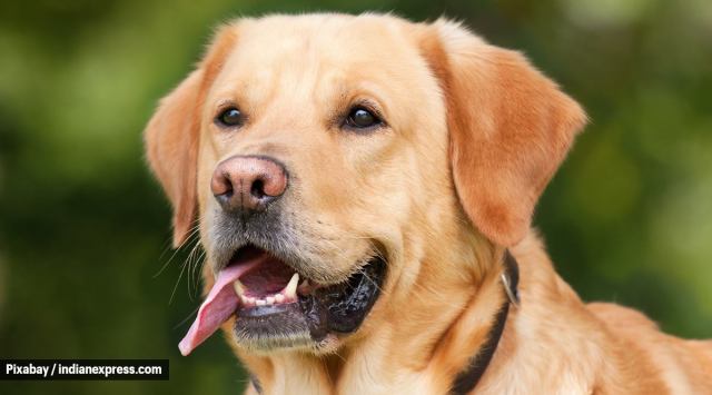 Labradors and arthritis: Here’s how you can make your pet feel better ...