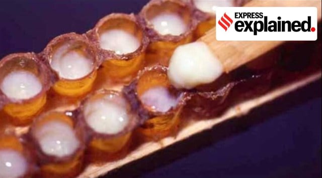 Explained: How Indian Royal Jelly came up to mark, beat top-quality ...