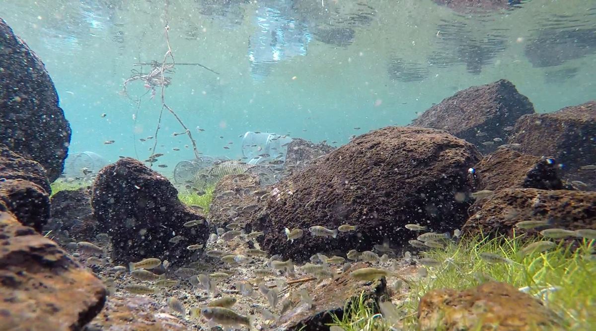 Can we save the Owens pupfish? | Technology News - The Indian Express