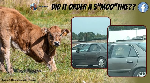 Wisconsin woman spots cow in backseat of car at McDonald’s drive ...
