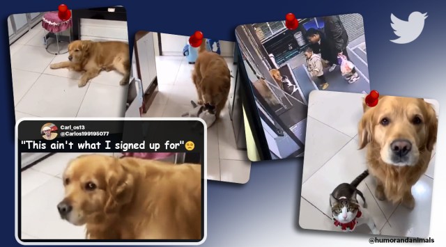 Watch: Upon owner’s instruction, golden retriever grabs cat and drags ...