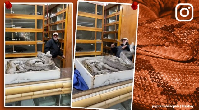 Video clip of python attacking California zookeeper leaves netizens ...