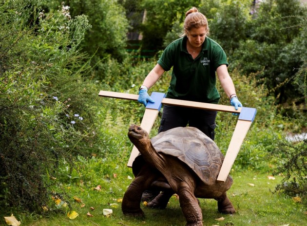 In pictures: The great British animal weigh-in | Lifestyle Gallery News ...