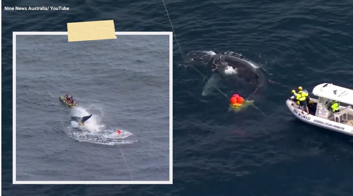 Watch: Marine rescuers fight for two days to free young whale entangled ...