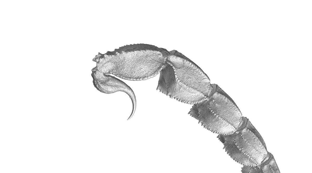 How scorpion tails do the bend and twist | Technology News - The Indian ...