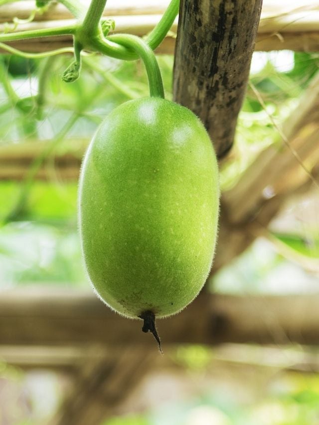 Heres-why-you-should-eat-ash-gourd-as-shared-by-nutrition-coach-Ryan ...