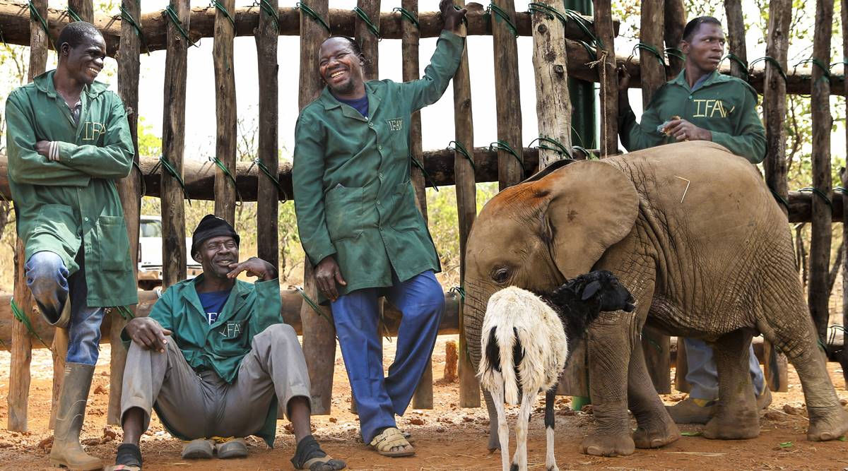 Reuniting an orphan elephant and her mom, perhaps, with DNA and luck ...