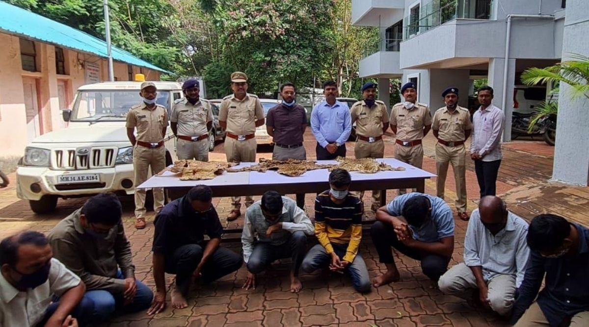 Pune: Tiger, leopard skin seized, 8 arrested; officials suspect items ...