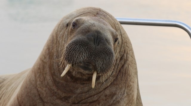 Where’s Wally? Wandering celebrity walrus spotted in Iceland | World ...
