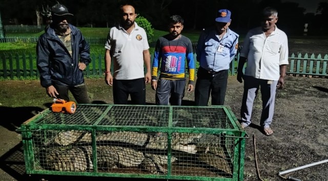 Two crocodiles rescued in Vadodara city | Baroda News - The Indian Express