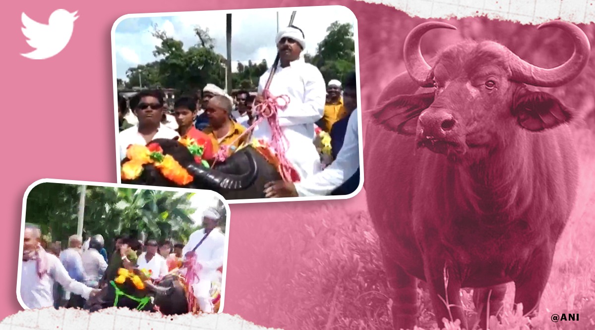 Ahead of Bihar panchayat polls, candidate arrives on a buffalo to file ...