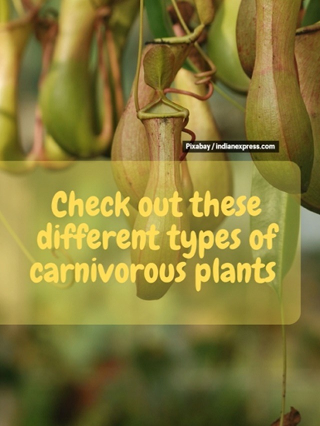 Types of carnivorous plants | The Indian Express