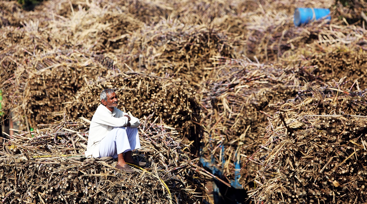 Uttar Pradesh hikes cane purchase price to Rs 350/quintal | Lucknow ...