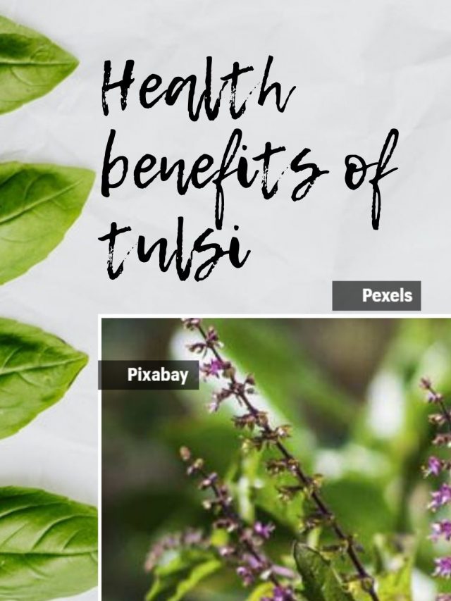 Health benefits of tulsi | The Indian Express