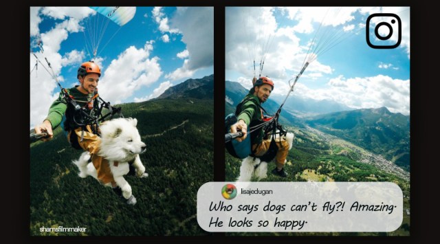 Watch: Cute dog’s paragliding journey over French slopes goes viral ...